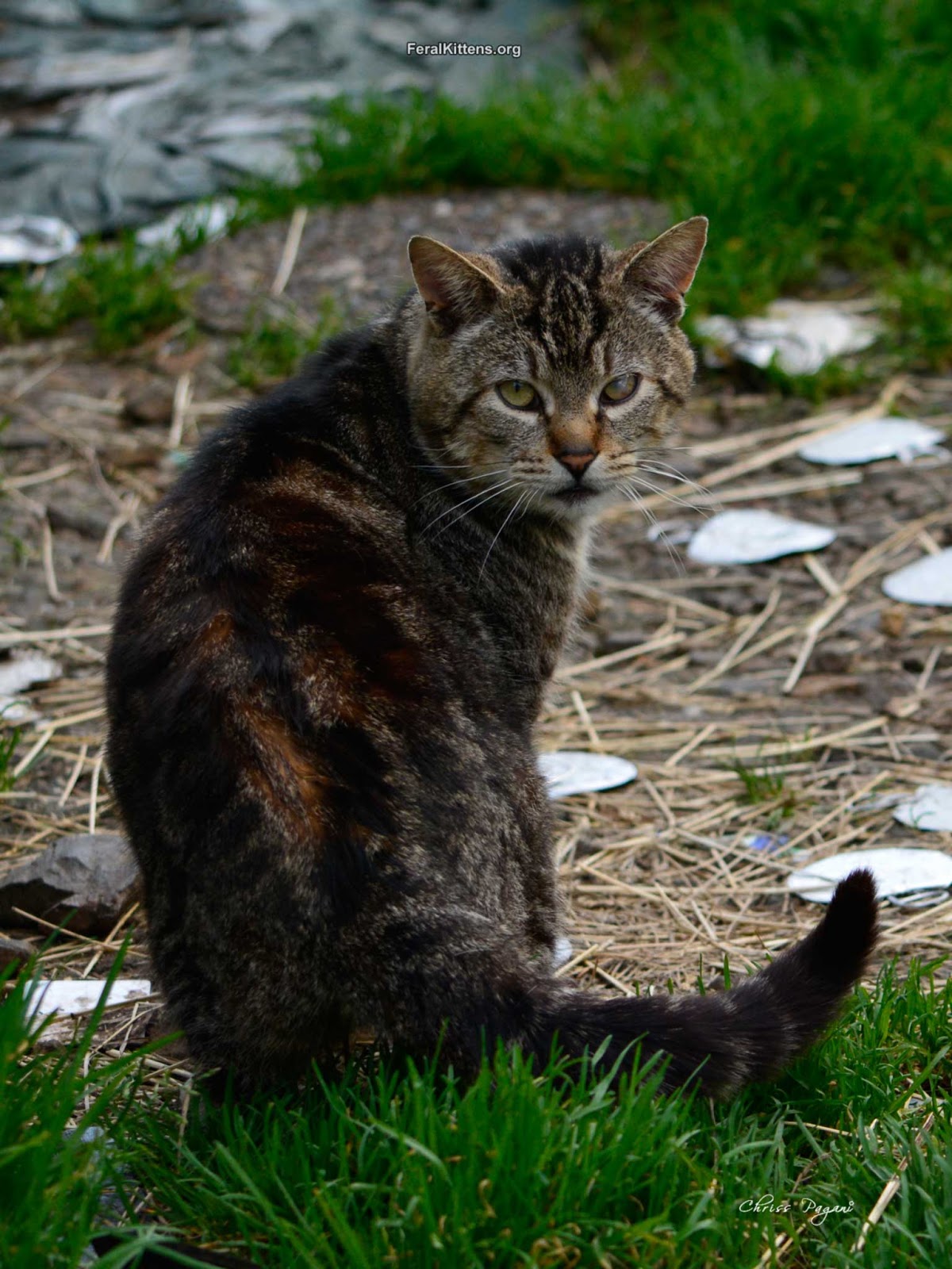 May Cat of the Month #Wallpaper - Tabby Tom #Cat