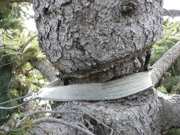 CO-Horts: Tree Trunks Tell A Story