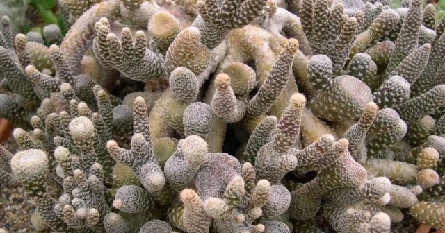 Puna clavarioides care and culture | Travaldo's blog