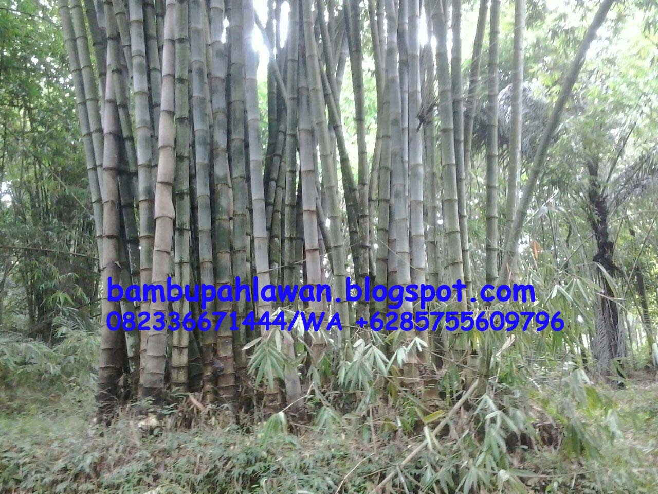 BAMBU PAHLAWAN: jual sesek gedek surabaya