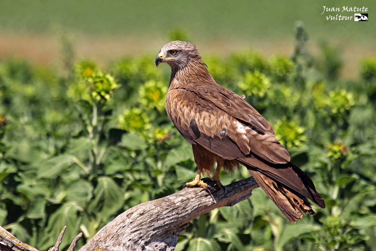 Milanos negros y demás rapaces