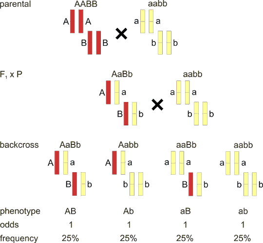 A Simple Blog by the Boy of Jambi: Biology : Patterns of Heredity (1)
