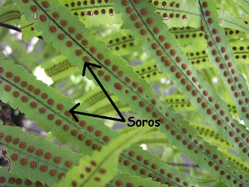 Biologia em Ação: Ordem Filicales