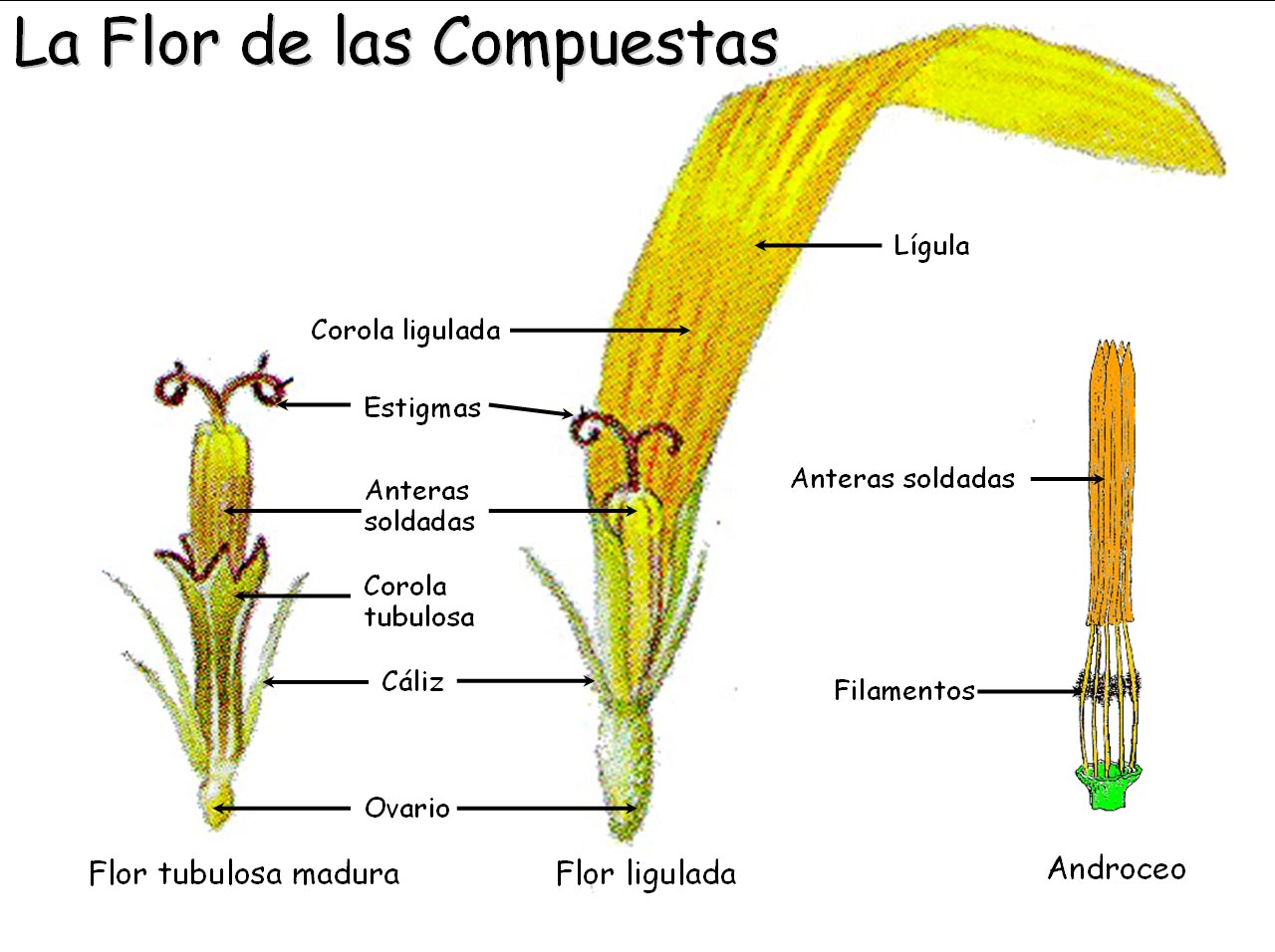 Lígula - Botánica integra