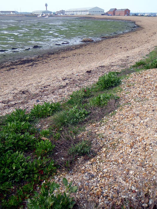 A British Island Adventure: Calshot Marshes Nature Reserve