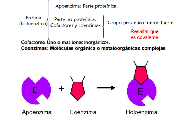 ESTRUCTURA DE LAS ENZIMAS ~ ESTRUCTURA DEL ADN Y ENZIMAS