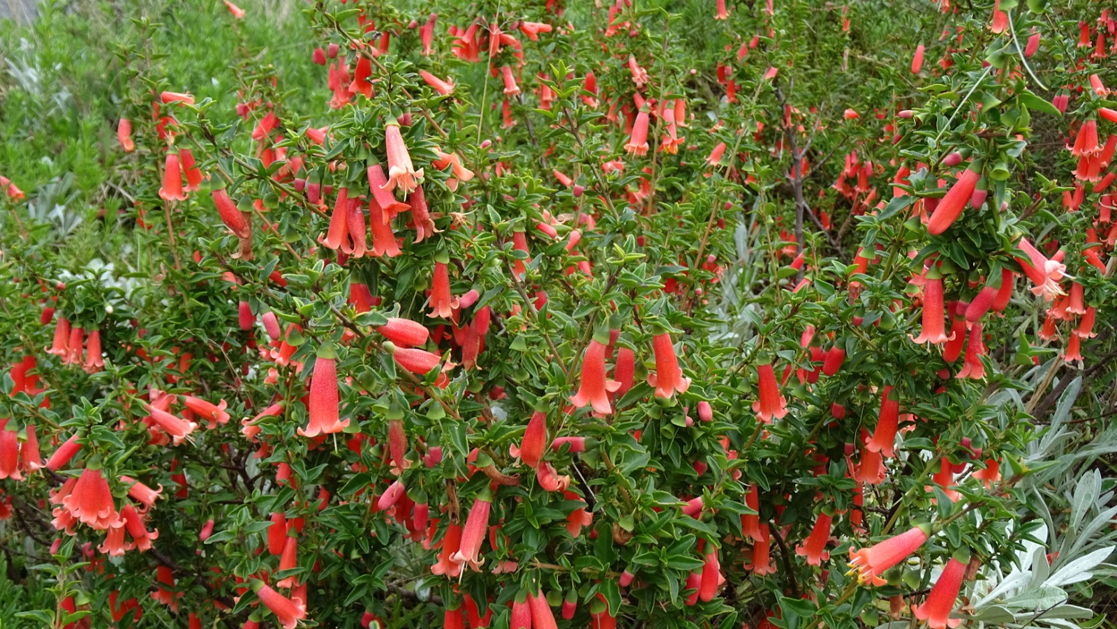 NixPages: CORREA, NATIVE FUCHSIA