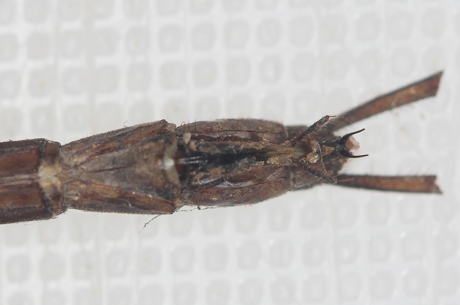 Dragonflies & damselflies of Thailand: 93. Gynacantha subinterrupta ...