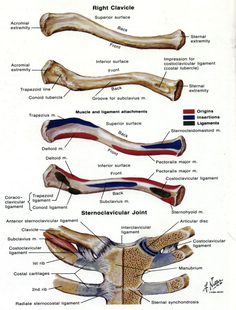 DERS NOTLARI: ÜST EKSREMİTE