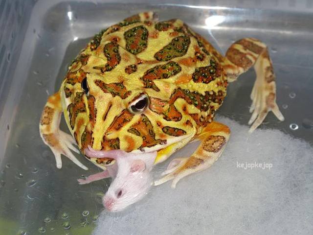Jendela Hewan: Merawat Pacman Frog, Si Katak Bertanduk