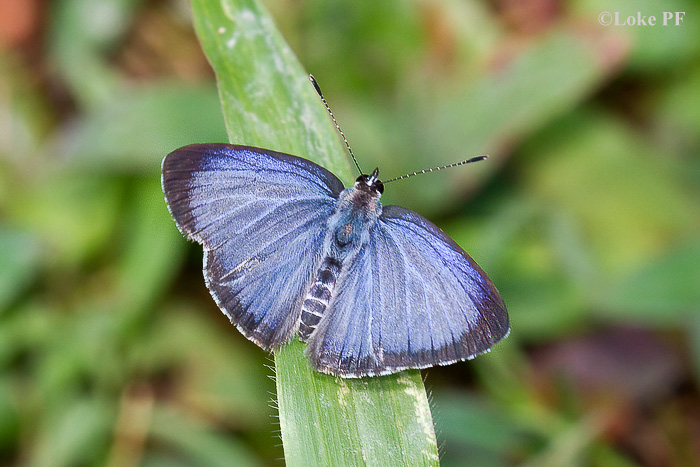 Butterflies of Singapore: Life History of the Common Hedge Blue
