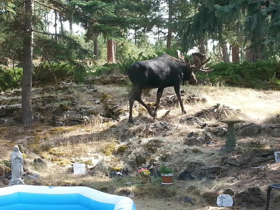 White Wolf : Amazing Moment A Canadian Moose Chilling in an Inflatable ...
