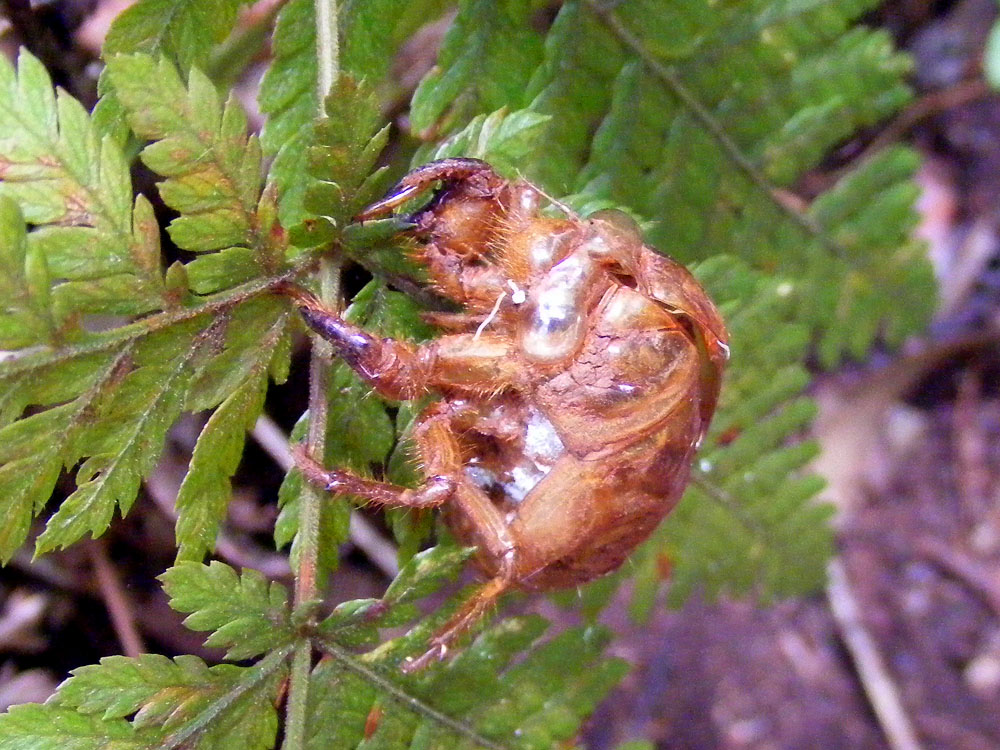 Days on the Claise: Cicada Shell