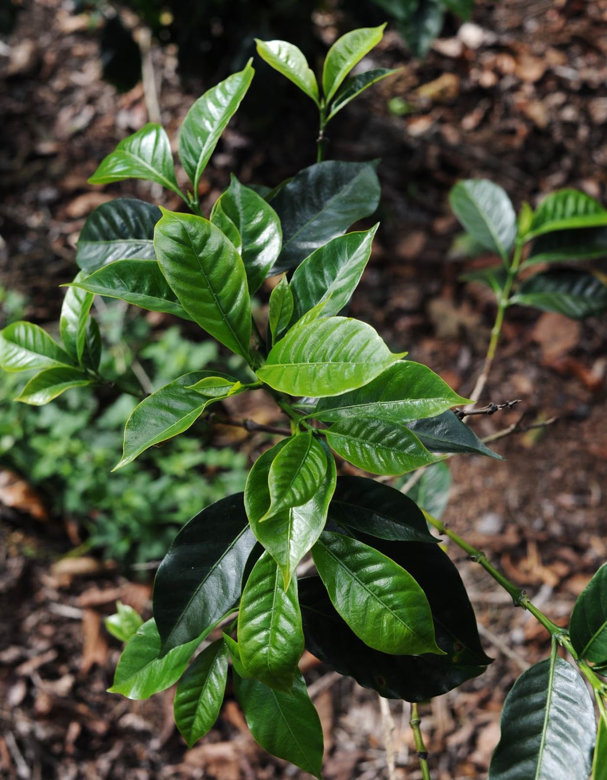 Unión MicroFinanza: Coffee leaf rust damages fields, production