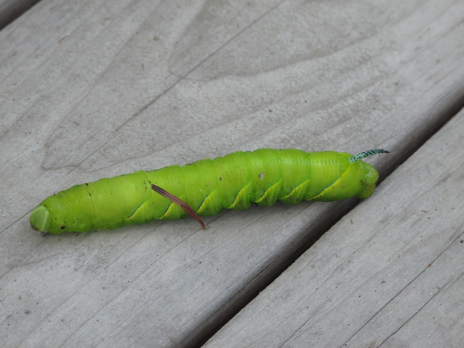 Vinalhaven Sightings