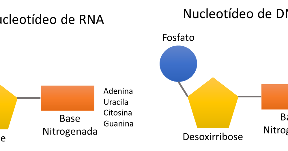Sala BioQuímica: Nucleotídeos e metabolismo energético. NAD, FAD, NADP ...