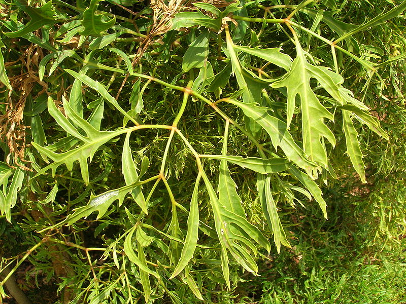 Variety of Life: Polyscias