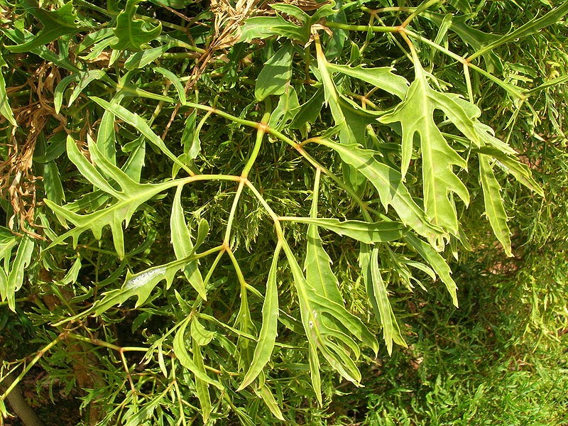 Variety of Life: Polyscias