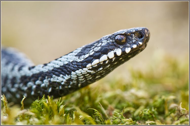 TOM DYRING WILDPHOTO / NN: "ORM"