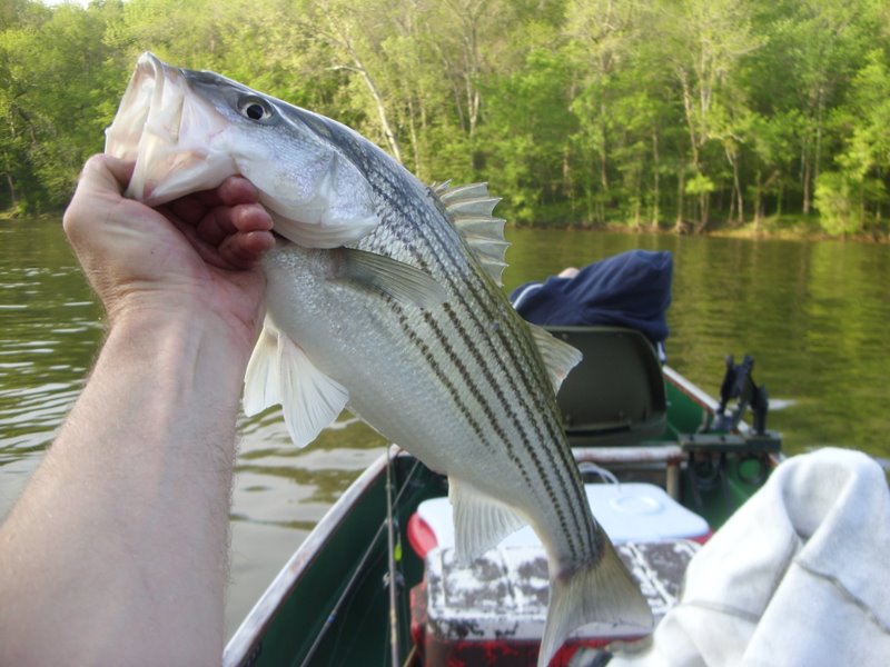 North Carolina River Fishing and Canoeing with Mack: Rockfish (Striped ...