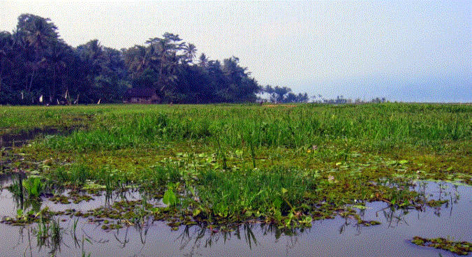 Pengertian Rawa, Ekosistem Rawa, Macam-macam Dan Jenis Rawa