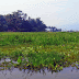 Pengertian Rawa, Ekosistem Rawa, Macam-macam Dan Jenis Rawa