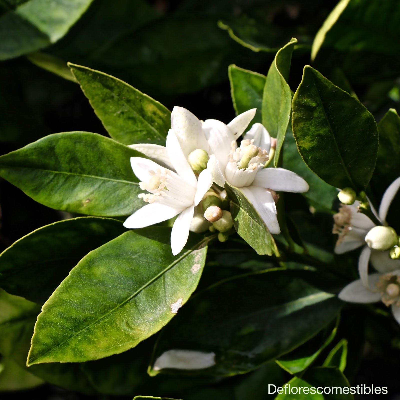Flor de citricos. Azahar. | De flores comestibles