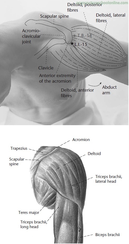Jarum Sakti: Meridian Paru-paru & Usus Besar