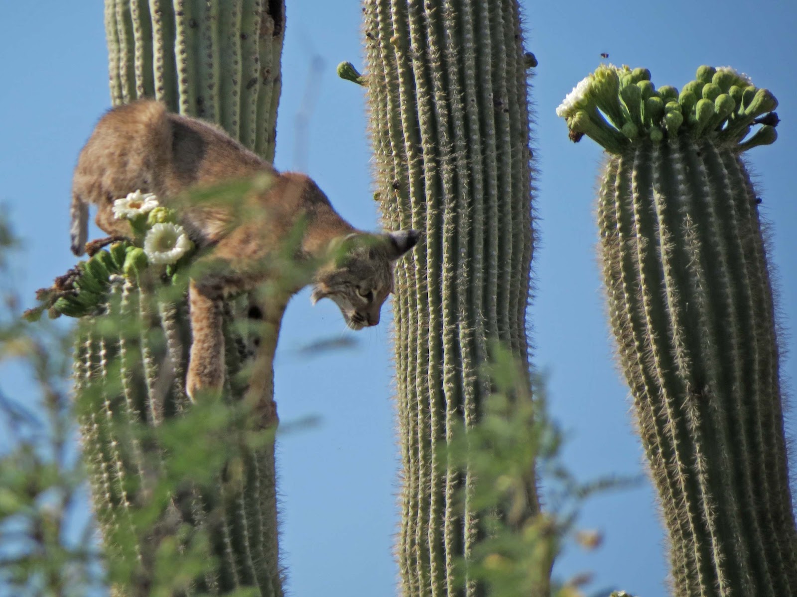 Bobcat | Desert Colors