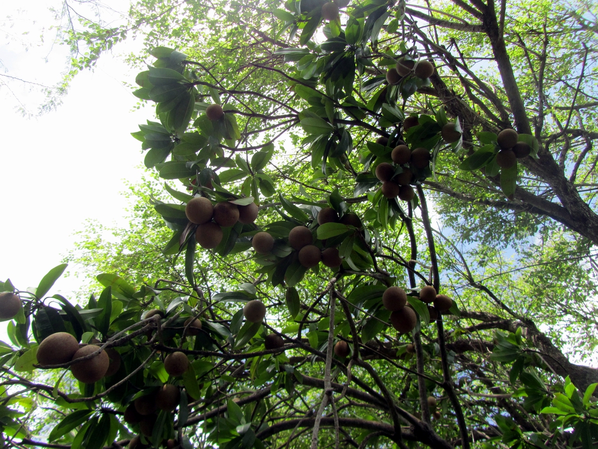 Hiking Curaçao - Flora and Fauna: Mispelboom - Medlar Tree