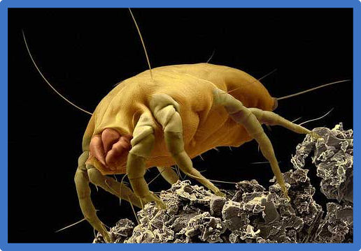 Con "A" de Alergia (Blog Oficial de AlergoMálaga): El Enemigo a las ...