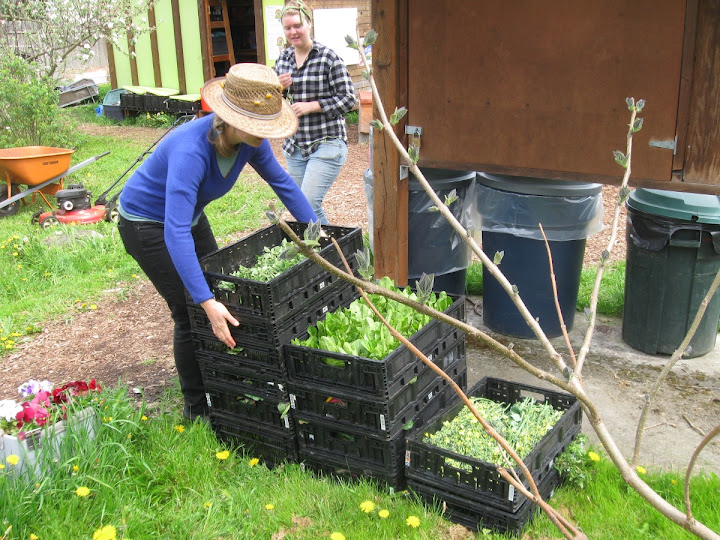 First Harvest at Marra Farm! - Solid Ground