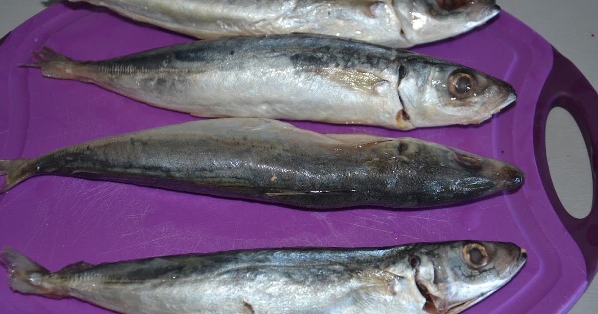 Oppdag Fisk!: Hengslet Hestemakrell/Shortfin Scad/Decapterus Macrosoma ...