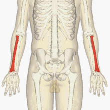 ANATÒMICO VIRTUAL : "CUBITO & RADIO": OSTEOLOGIA (EL RADIO)