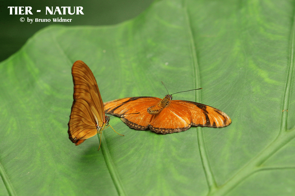 Julia - Falter (Dryas iulia)