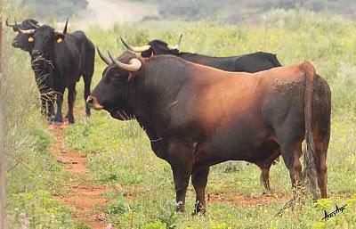 La voz del mayoral: Cuadri