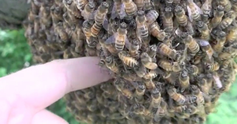 The Infrastructure Engineer: Poking the Beehive