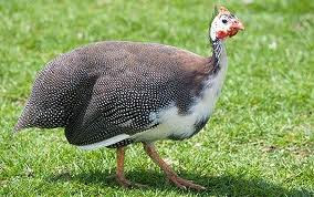 Crescatorie si preparate culinare din PREPELITE si FAZANI: CRESCATORIA ...