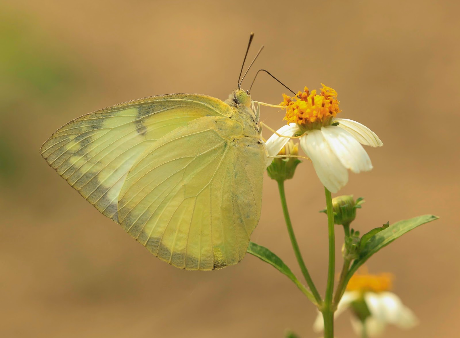 Butterflies of Vietnam: 234. Catopsilia pomona pomona (The Lemon Emigrant)