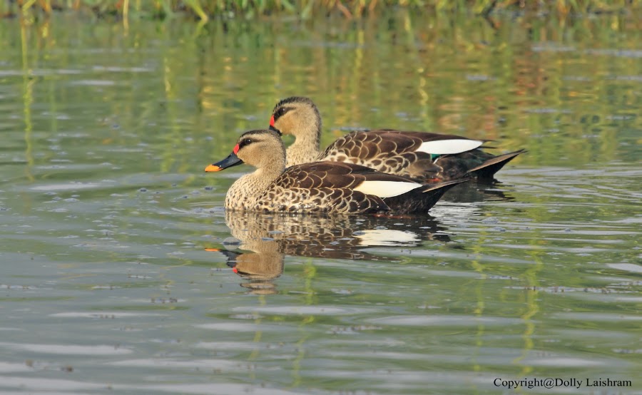 Birds in My Life!: Spot billed Duck (Manipuri Name - Nganu Pirel)