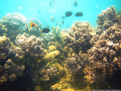 Uncovering the treasures of Balintang Channel from Calayan Group of ...