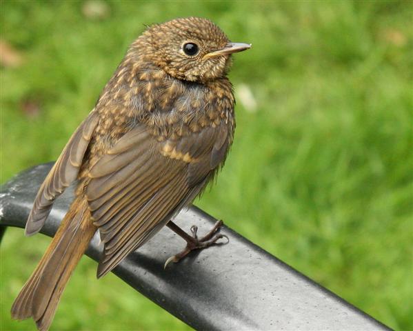 Wildlife Watching with FAB.: Young Robin.
