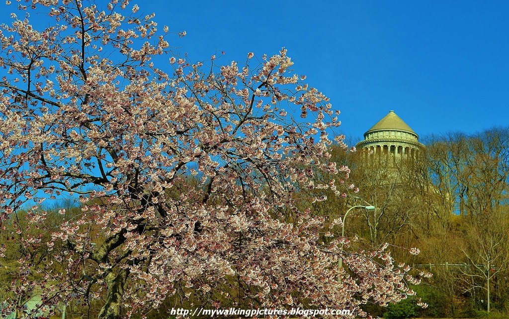 My Walking Pictures: Cherry Walk in 2013