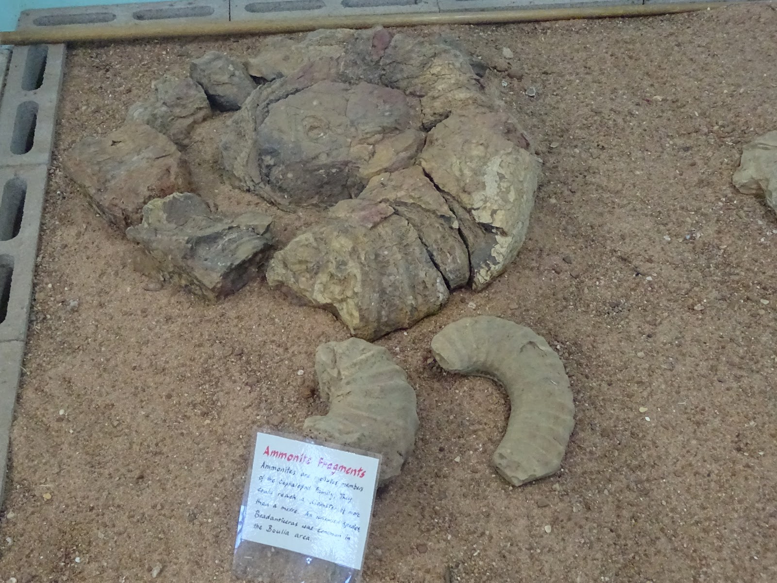 Family Tree Blossoms: F is for Fossils AtoZChallenge 2016