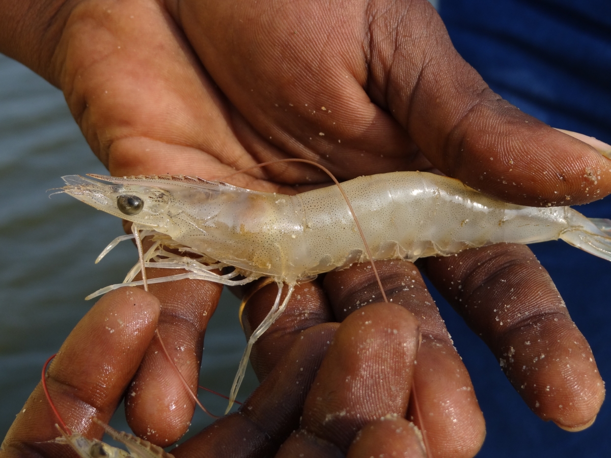 Complete Information about Vannamei Shrimp Classification - Vannamei ...
