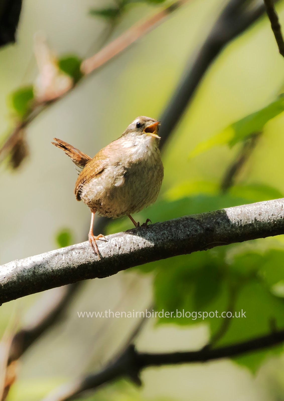 The Nairn Birder: Wrens along the river