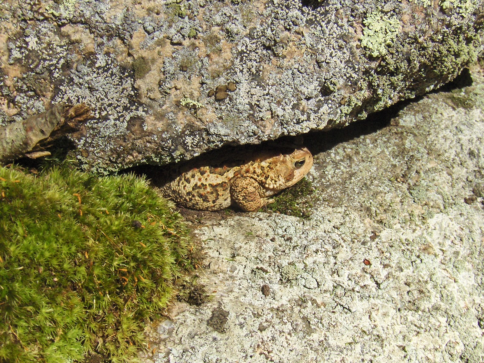Rock Piles: A Toad Hiding