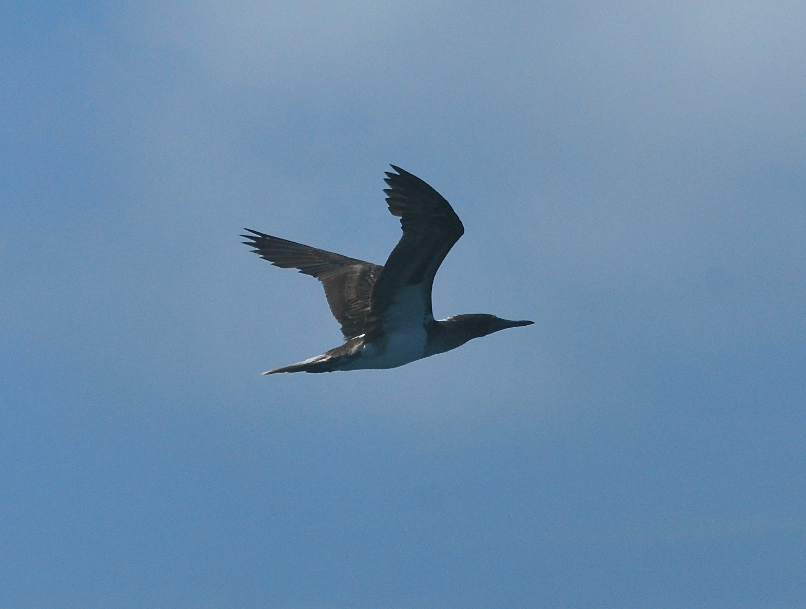 Jan Axel's Blog: Bird of the Month: Blue-footed Booby