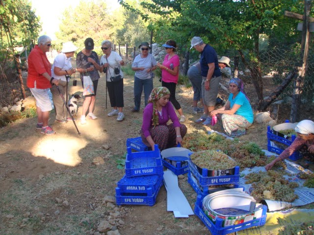A Wandering Widow - Solo Travel: Home Stay on a Turkish farm
