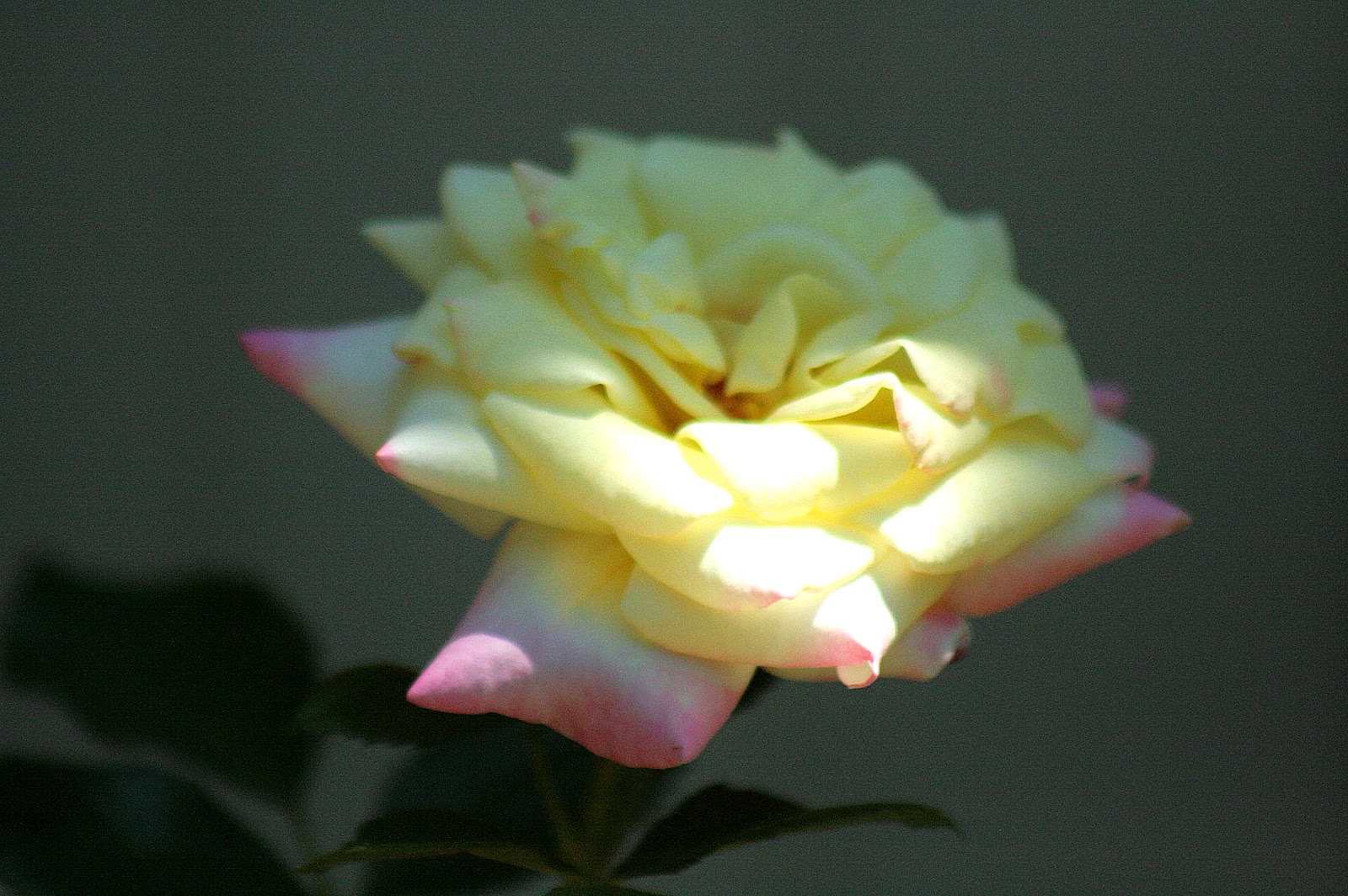 A Hocking Hill's Garden: The Rose Garden